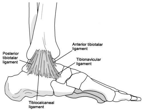 Ankle Sprains - My Family Physio
