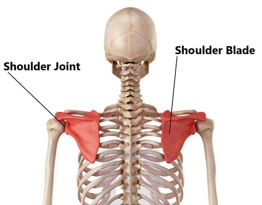 Scapula Stability My Family Physio