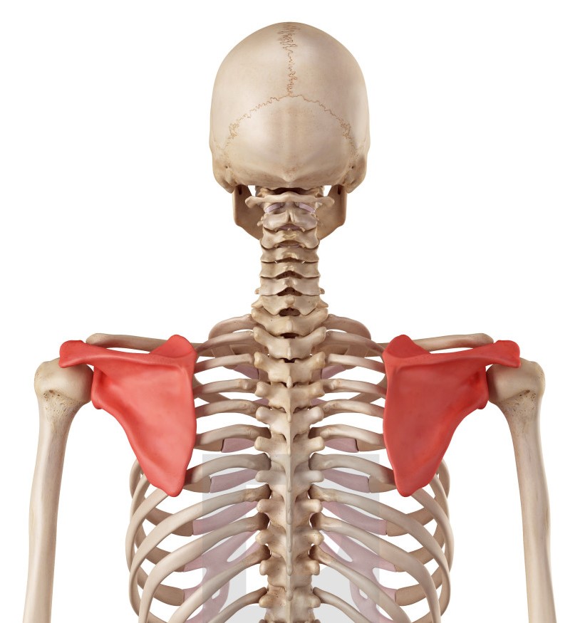 Scapula Stability My Family Physio