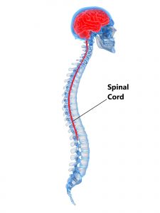 Sciatica - My Family Physio