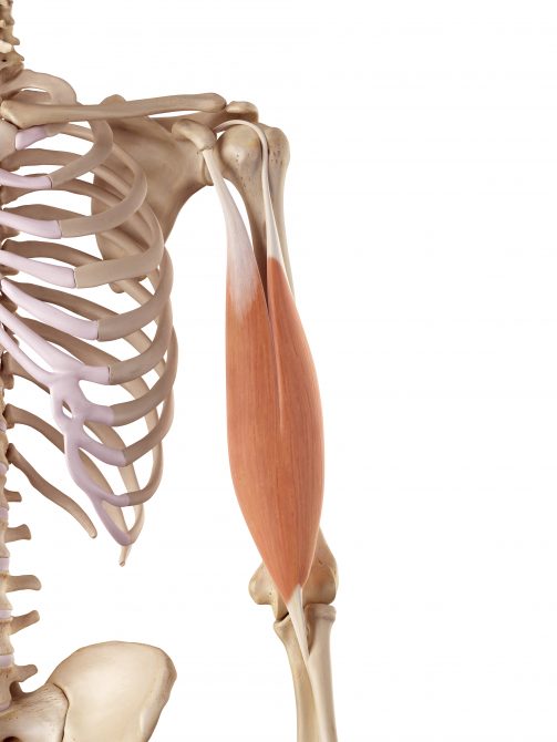 Biceps Tendon Injuries - My Family Physio