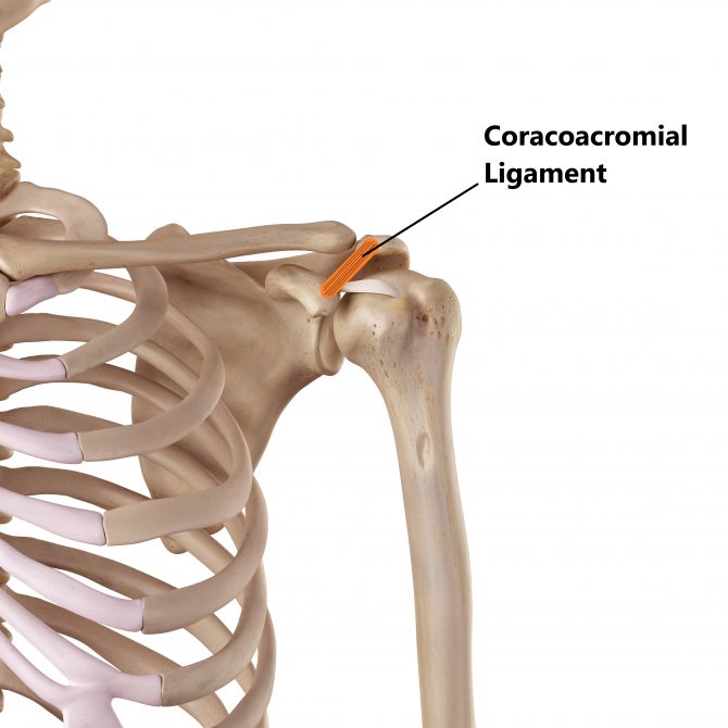 Shoulder Impingement - My Family Physio