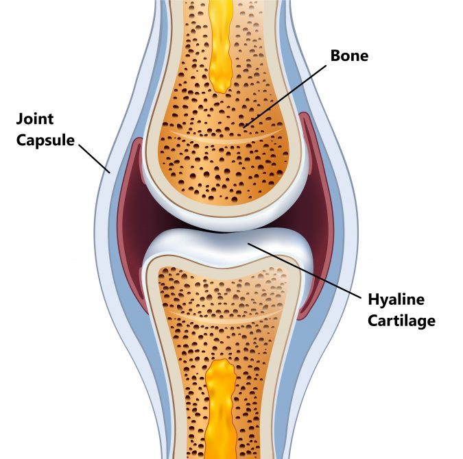 Cartilage - My Family Physio