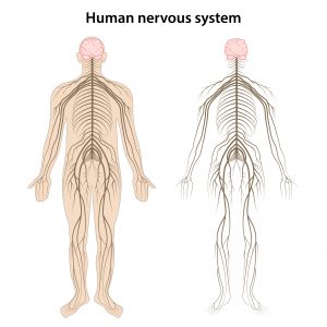 Nerves - My Family Physio