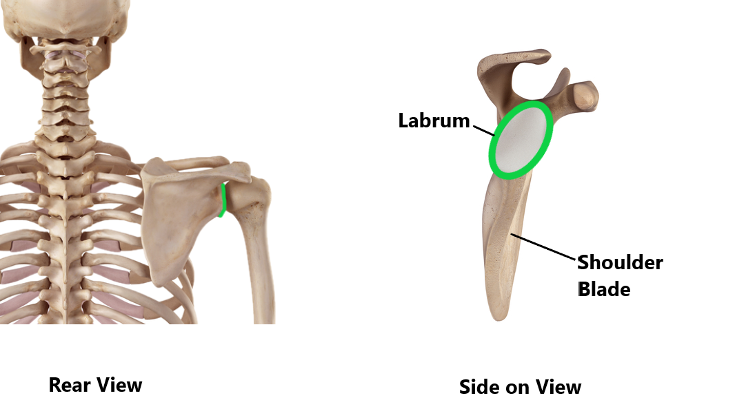 Shoulder Dislocations - My Family Physio
